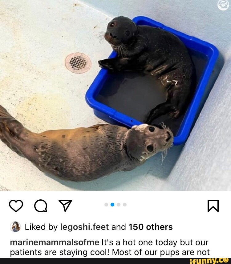 Legoshi memes. Best Collection of funny Legoshi pictures on iFunny