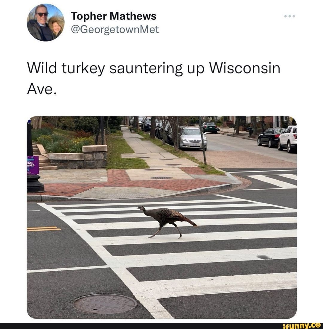 Sauntering memes. Best Collection of funny Sauntering pictures on iFunny