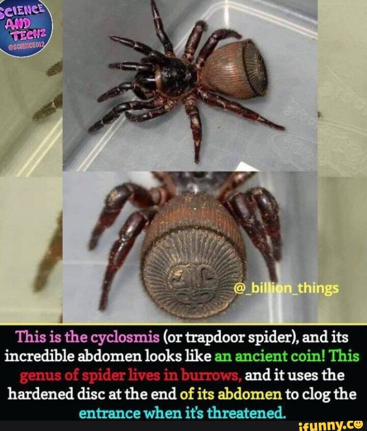 Bil This is the cyclosmis (or trapdoor spider), and its incredible ...