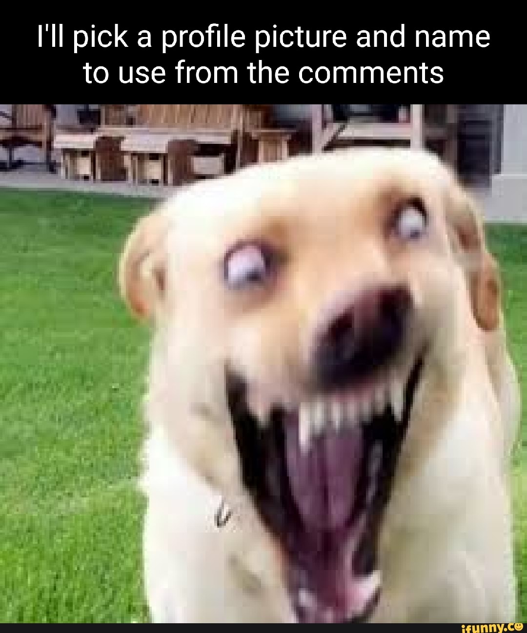 I'll pick a profile picture and name to use from the comments - iFunny