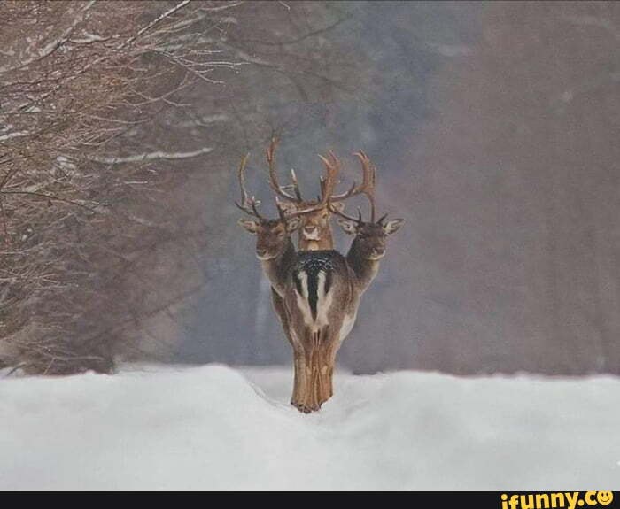 Roe_deer memes. Best Collection of funny Roe_deer pictures on iFunny