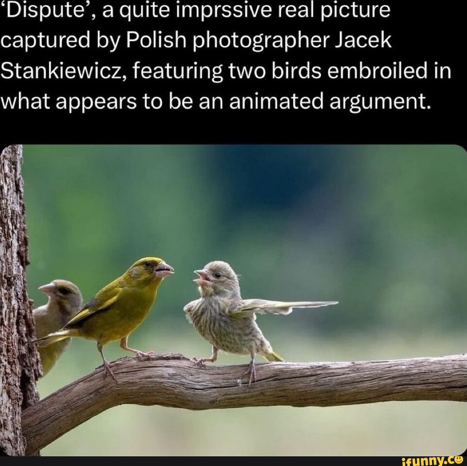 Video memes cArgx0nK7 by Outlaw_ALV_: 1.0K comments - iFunny