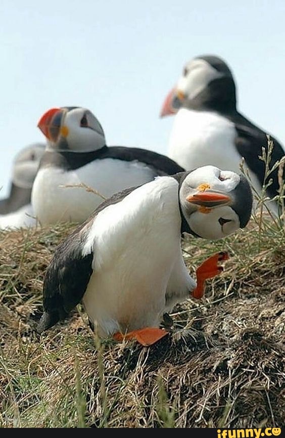 Puffins memes. Best Collection of funny Puffins pictures on iFunny