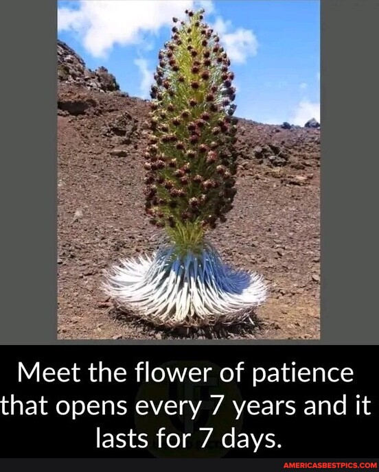 Meet the flower of patience that opens every 7 years and it lasts for 7 ...