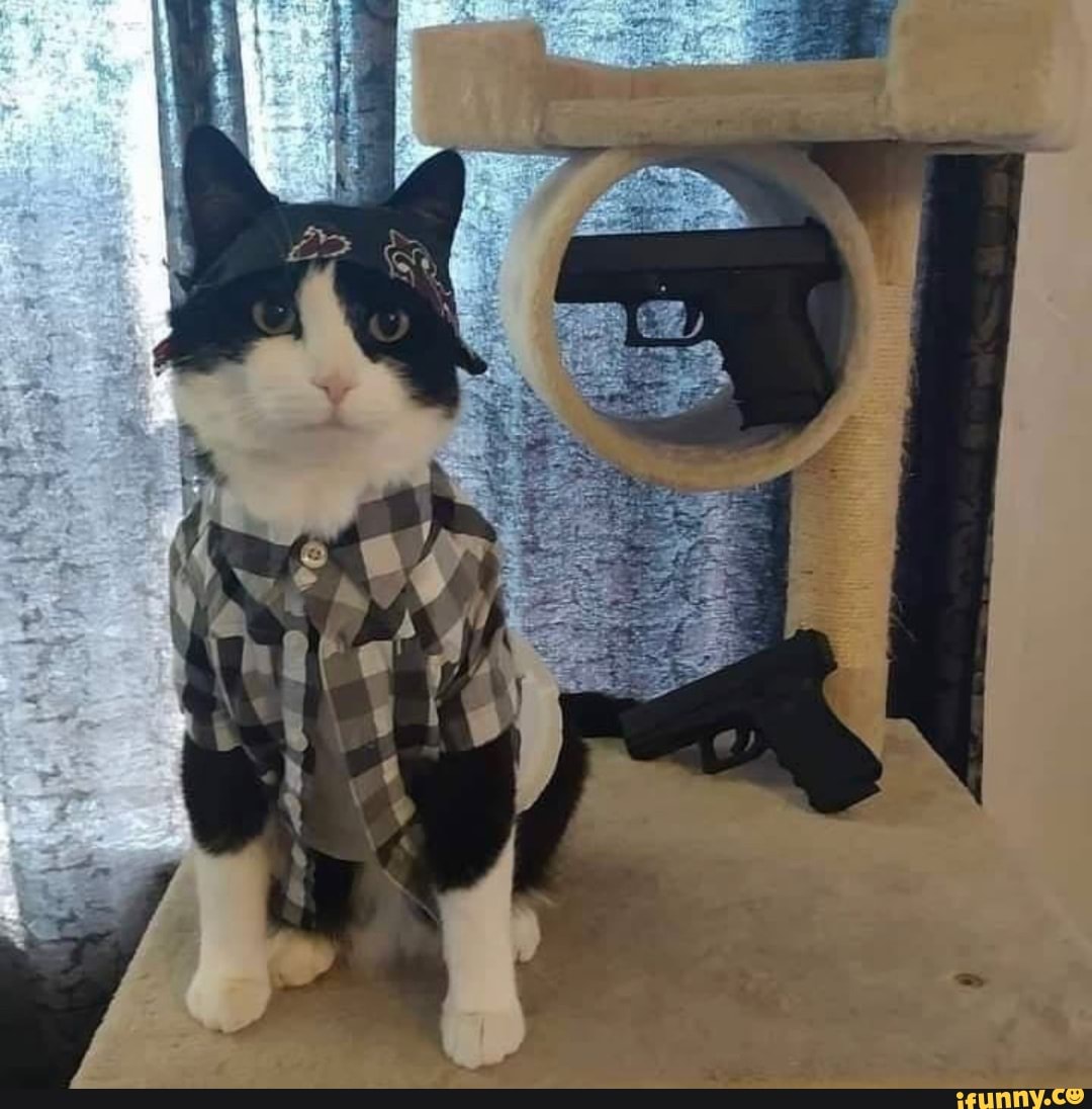 The cat with the gat - iFunny