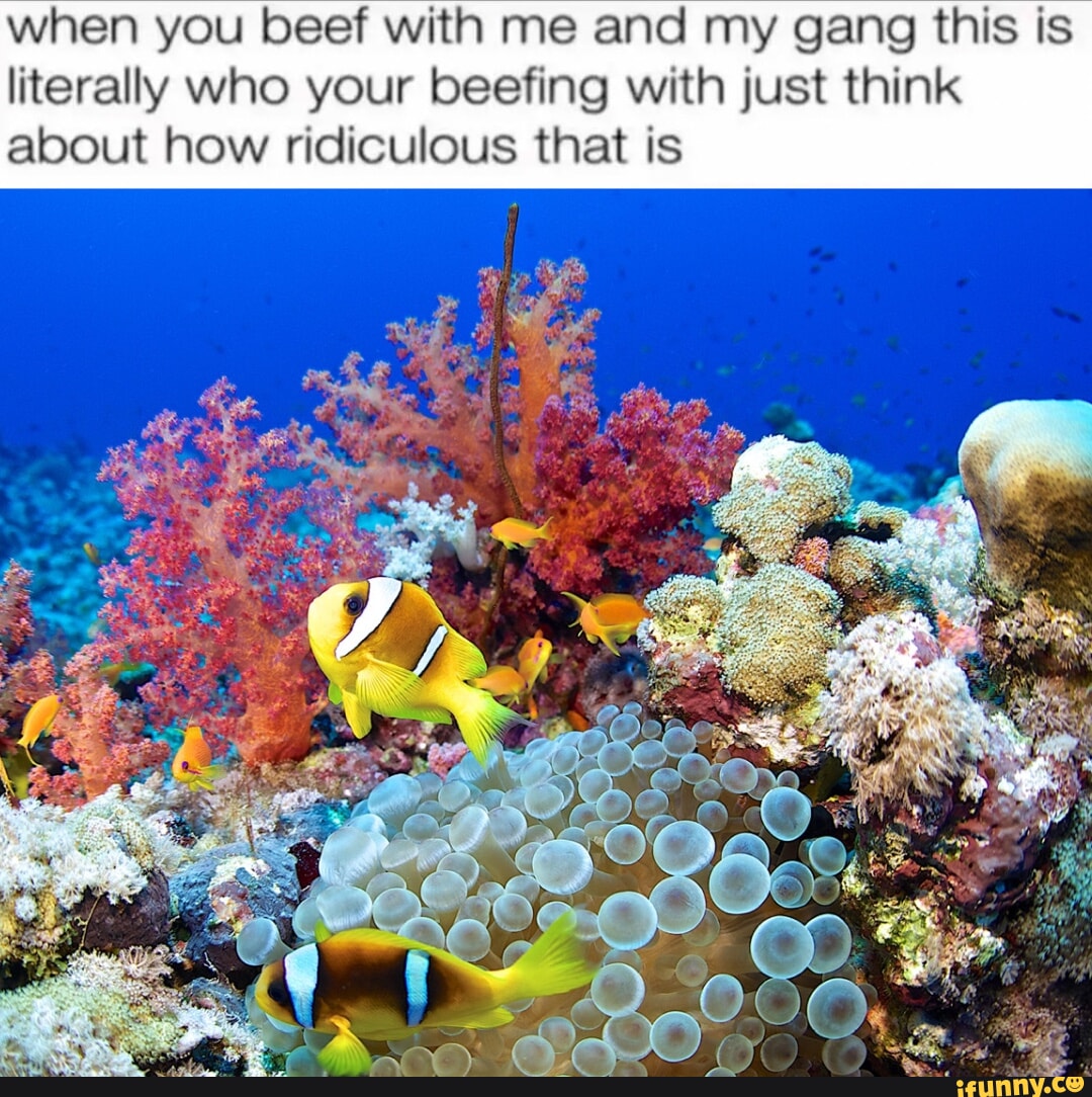 When you beef with me and my gang this is literally who your beefing ...