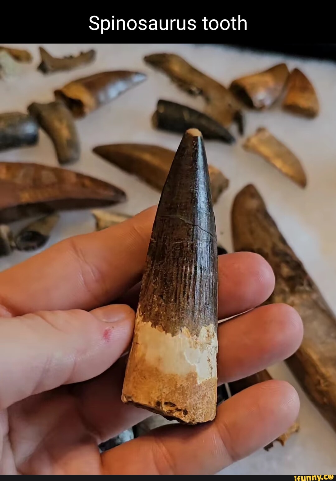 Spinosaurus memes. Best Collection of funny Spinosaurus pictures on iFunny