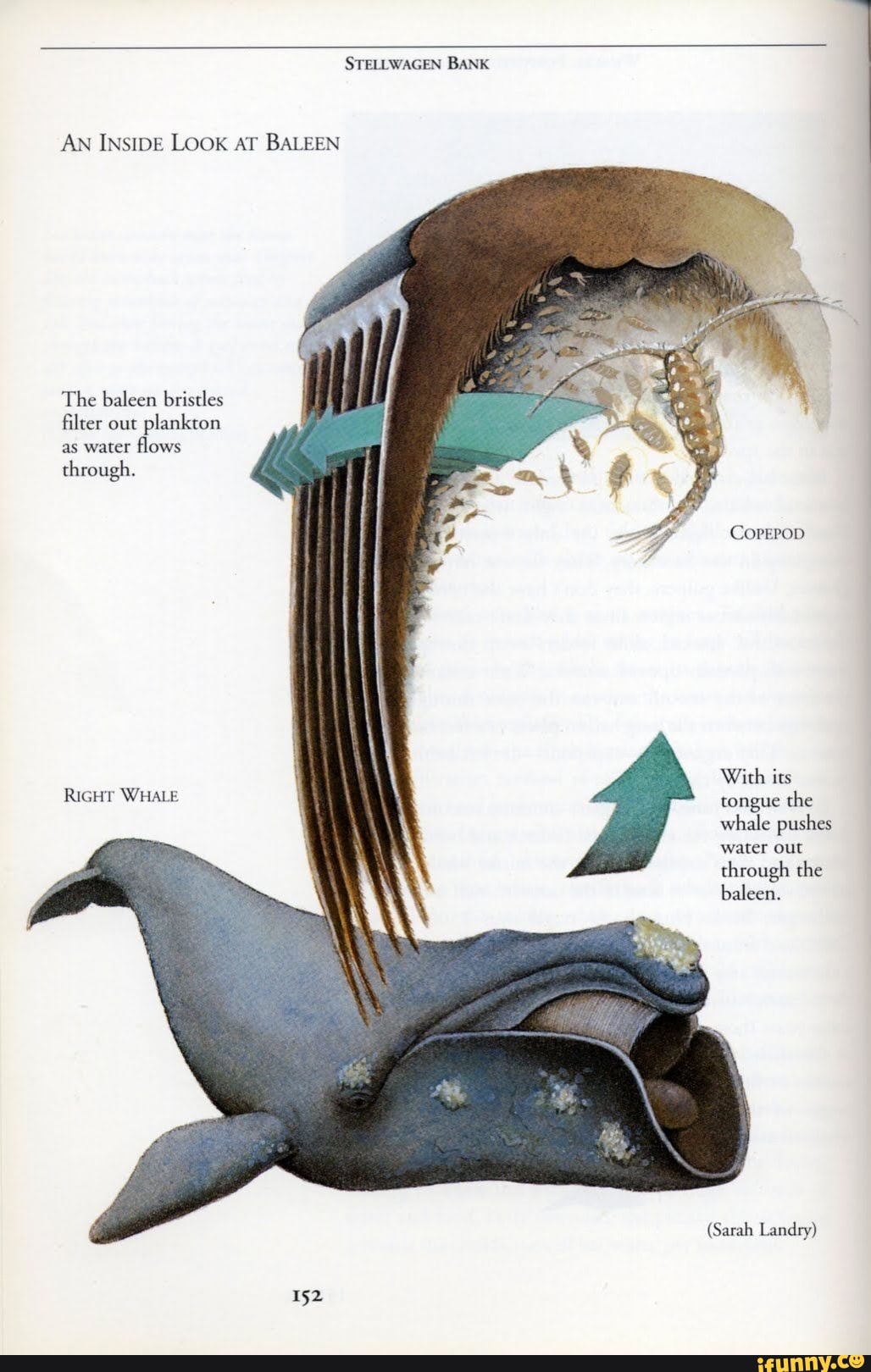 STELLWAGEN BANK AN INSIDE LOOK AT BALEEN The baleen bristles filter out ...