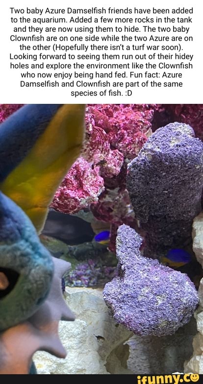 Damselfish memes. Best Collection of funny Damselfish pictures on iFunny