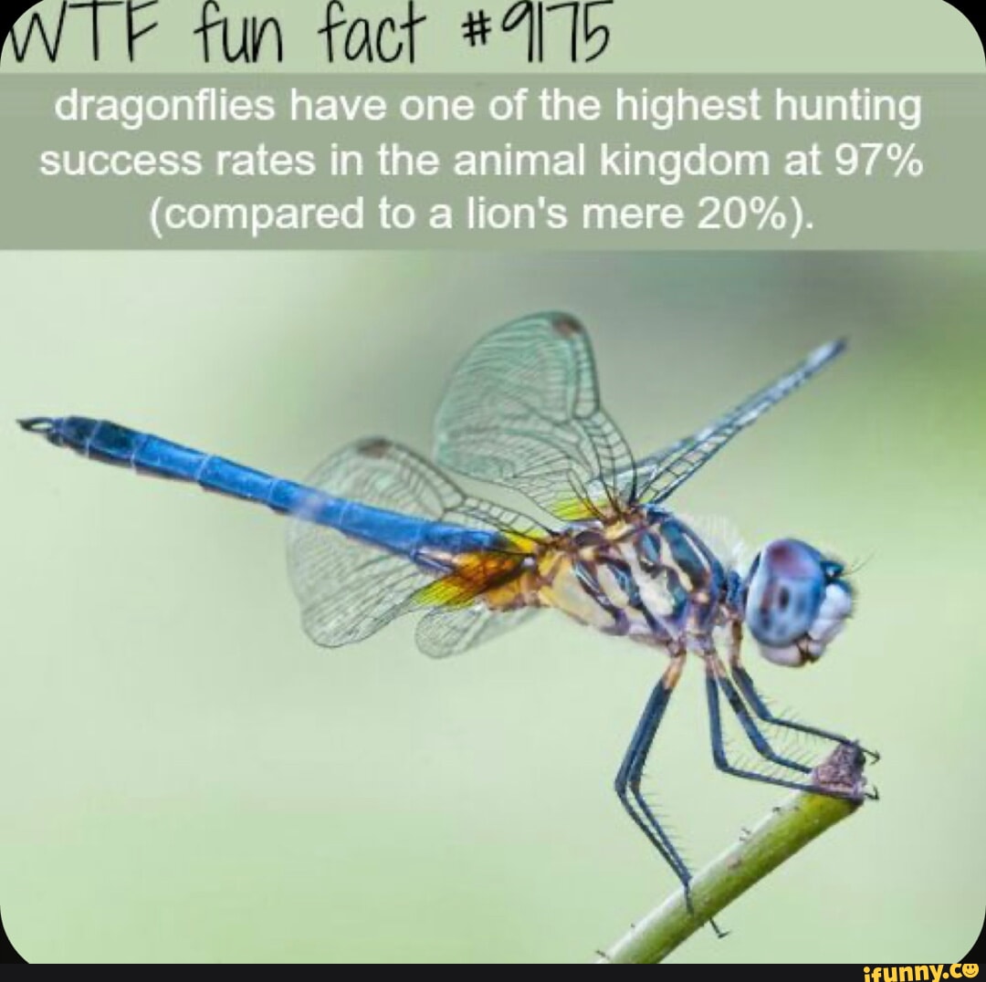 Dragonflies memes. Best Collection of funny Dragonflies pictures on iFunny