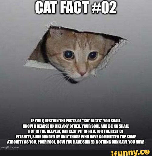 I Have A Question Cat
