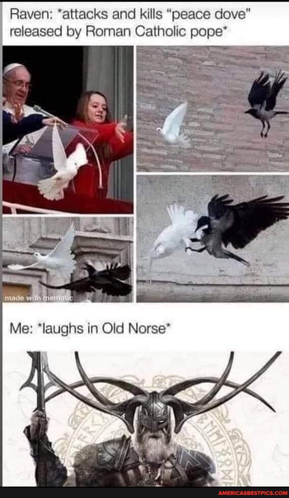 Raven: 'attacks and kills "peace dove" released by Roman Catholic pope ...