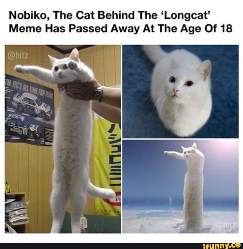 Nobiko, The Cat Behind The 'Longcat' Meme Has Passed Away At The Age Of ...