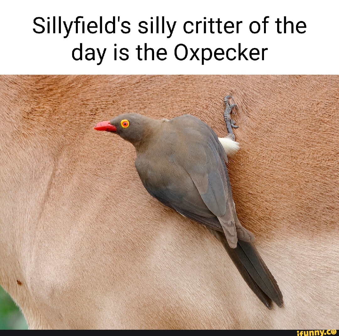 Silly silly critter of the day is the Oxpecker - iFunny