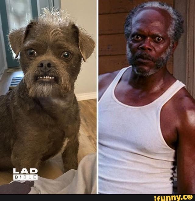 Dog that looks like Samuel L Jackson meme - iFunny