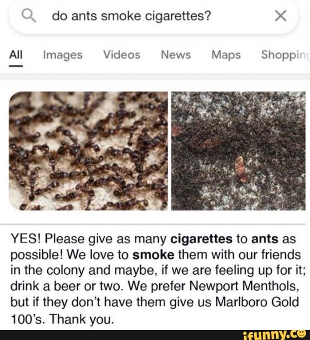 Do ants smoke cigarettes? All Images Videos News Maps Shopy YES! Please ...