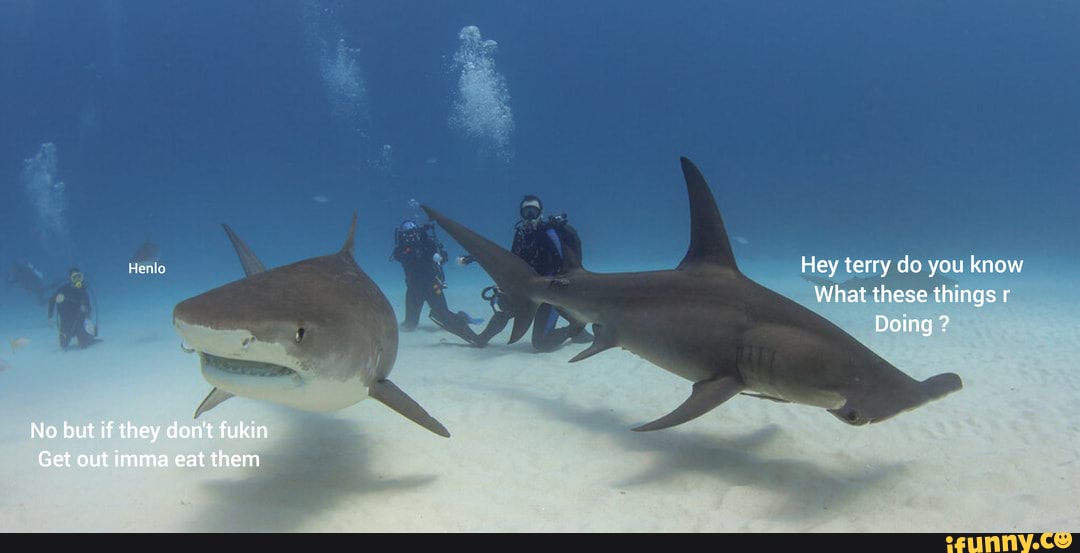 Hey terry do you know - iFunny