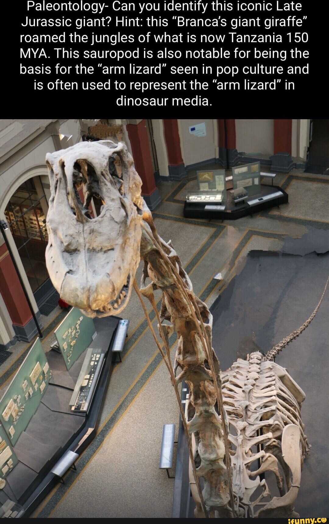 Paleontology- Can you identify this iconic Late Jurassic giant? Hint ...