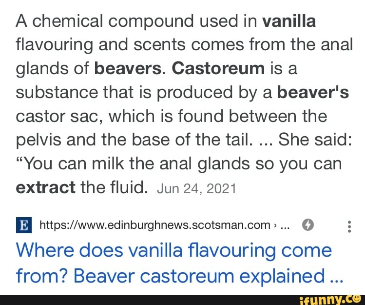 Castor memes. Best Collection of funny Castor pictures on iFunny