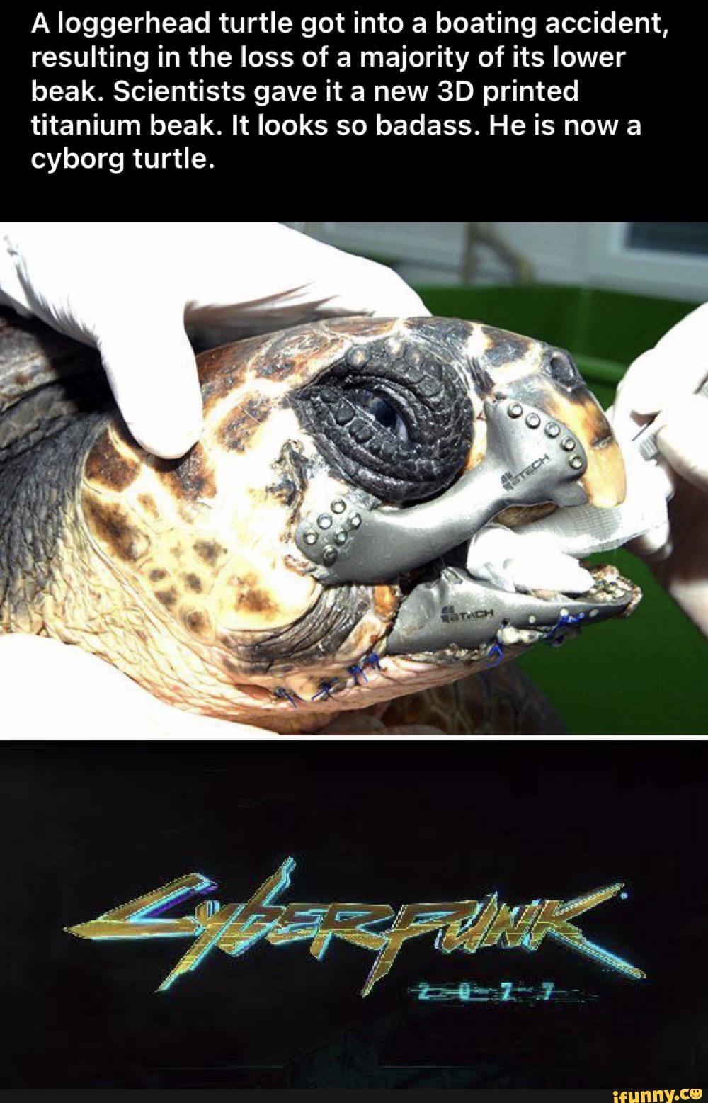 A loggerhead turtle got into a boating accident, resulting in the loss ...