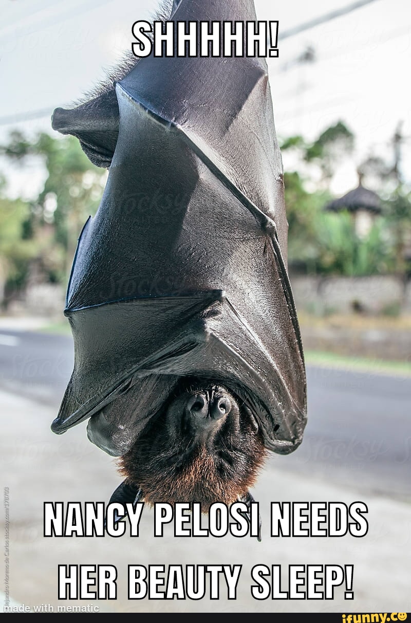 NANCY PELOSI NEEDS HER BEAUTY SLEEP! - iFunny