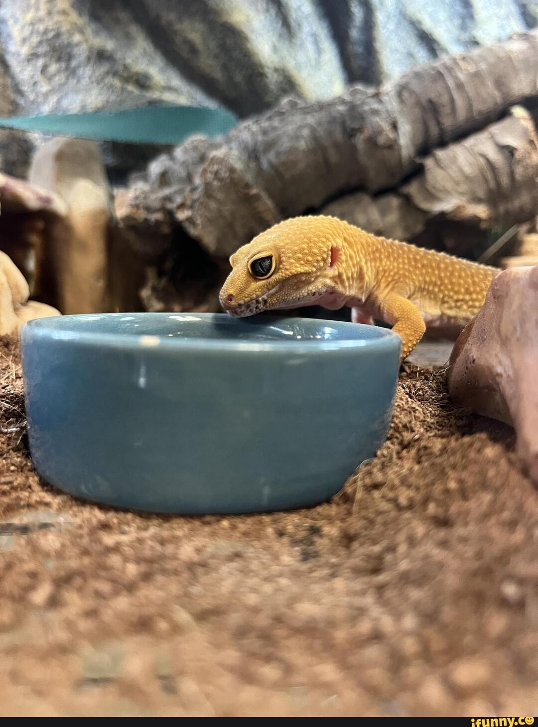 Leopard_gecko memes. Best Collection of funny Leopard_gecko pictures on ...