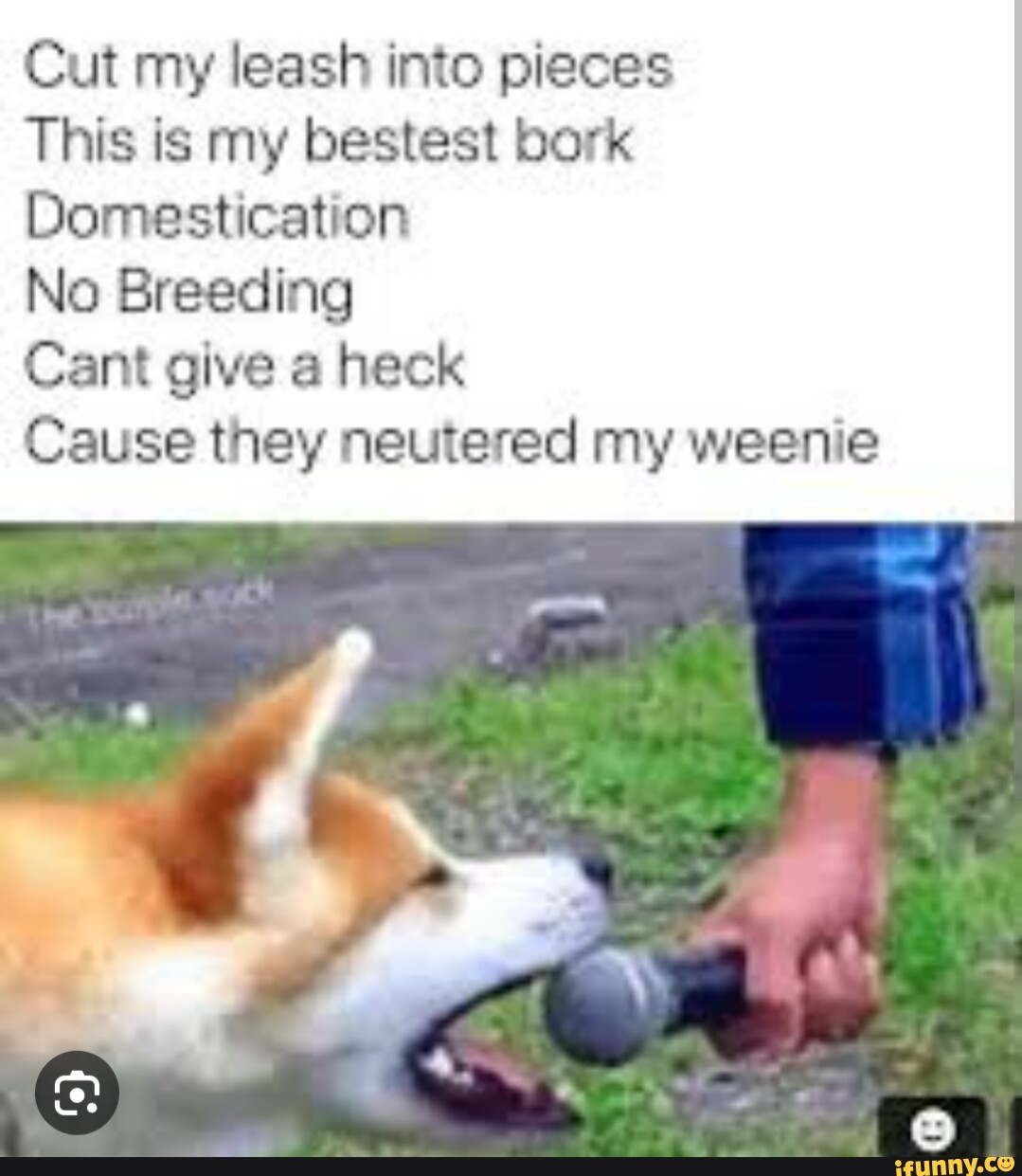 Bork memes. Best Collection of funny Bork pictures on iFunny