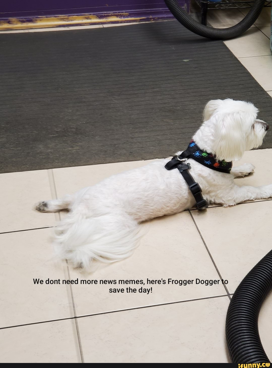 FROGGER DOGGER!!! - We dont need more news memes, here's Frogger Dogger ...