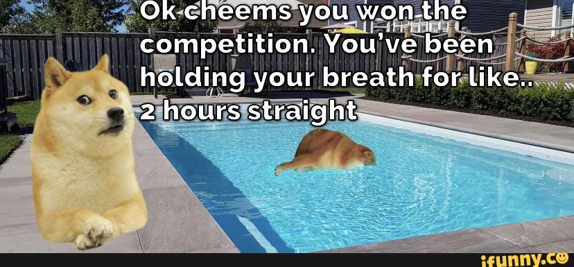 Ok cheems you won.the competition. You've been holding your breath for ...