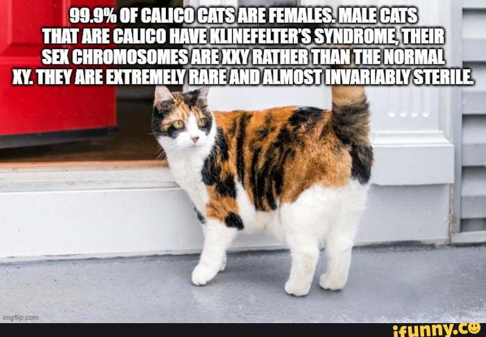 99.9% OF CALICO CATS ARE FEMALES. MALE CATS. THAT ARE CALICO HAVE ...