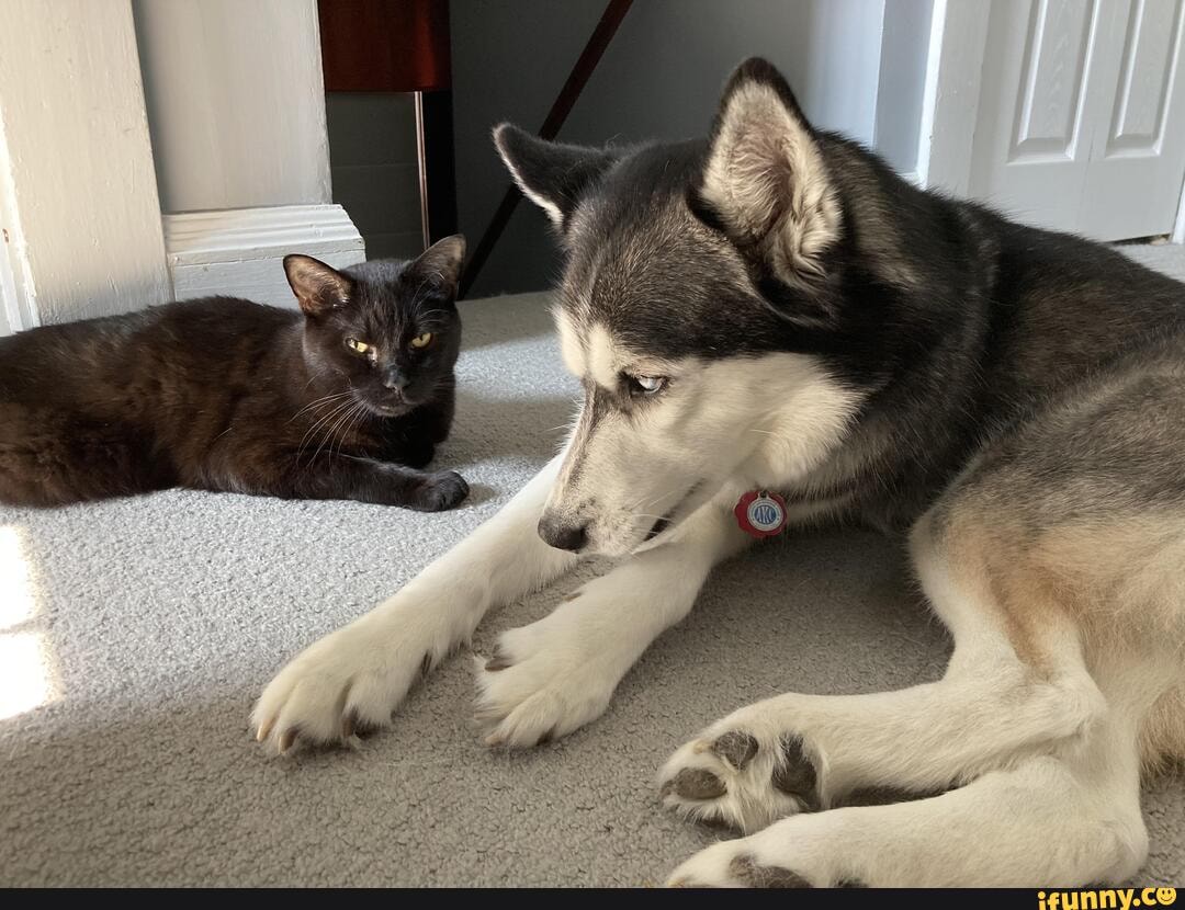 Frenemies memes. Best Collection of funny Frenemies pictures on iFunny