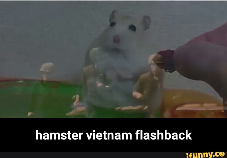 Hamster vietnam flashback - hamster vietnam flashback - iFunny