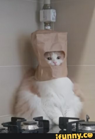 Kittisaurus memes. Best Collection of funny Kittisaurus pictures on iFunny