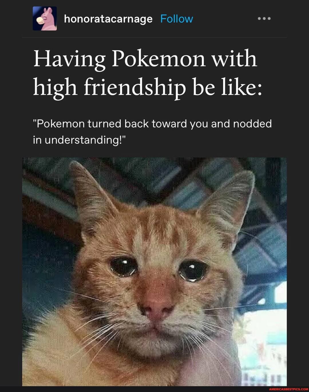 Having Pokemon with high friendship be like: "Pokemon turned back ...