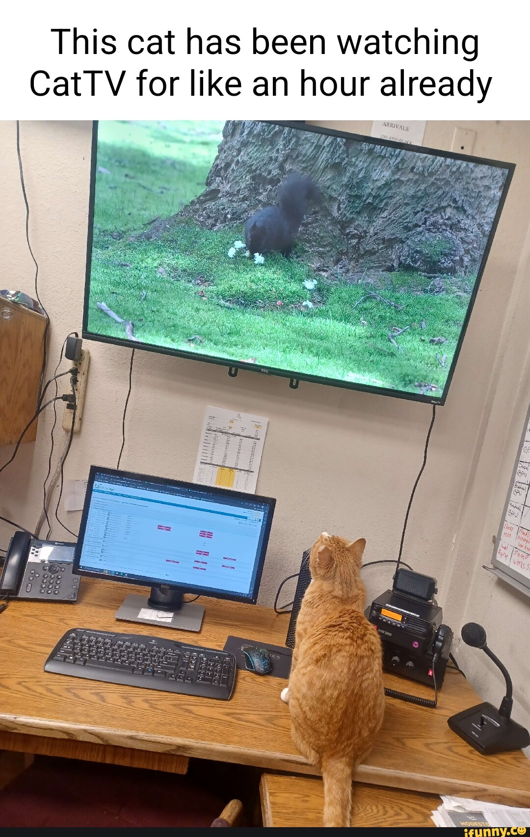 Catty memes. Best Collection of funny Catty pictures on iFunny