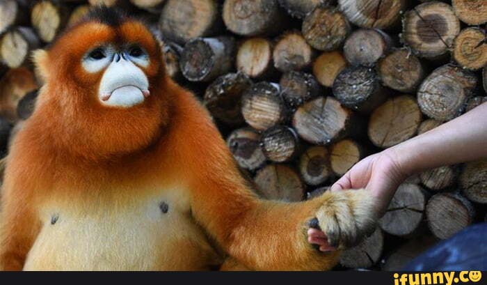 Golden_snub_nosed_monkey memes. Best Collection of funny Golden_snub ...