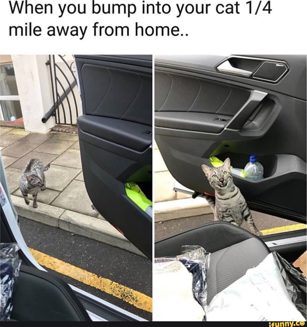 When you bump into your cat mile away from home.. - iFunny