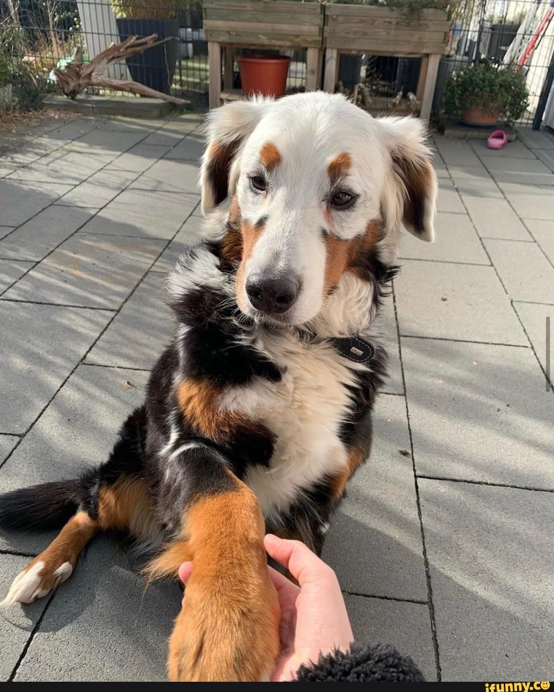 Dpg memes. Best Collection of funny Dpg pictures on iFunny