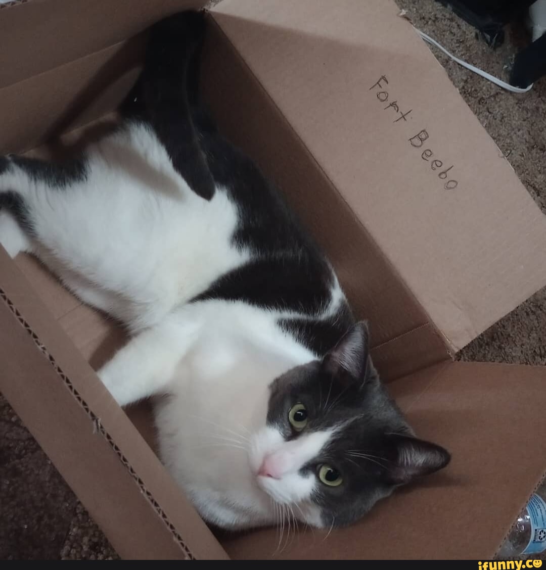 Beebo memes. Best Collection of funny Beebo pictures on iFunny