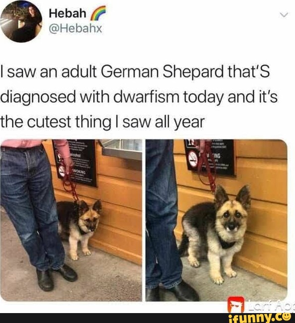 Dwarfism memes. Best Collection of funny Dwarfism pictures on iFunny