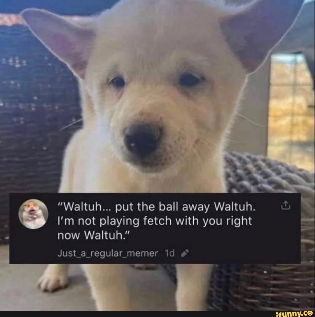 "Waltuh... put the ball away Waltuh. I'm not playing fetch with you ...