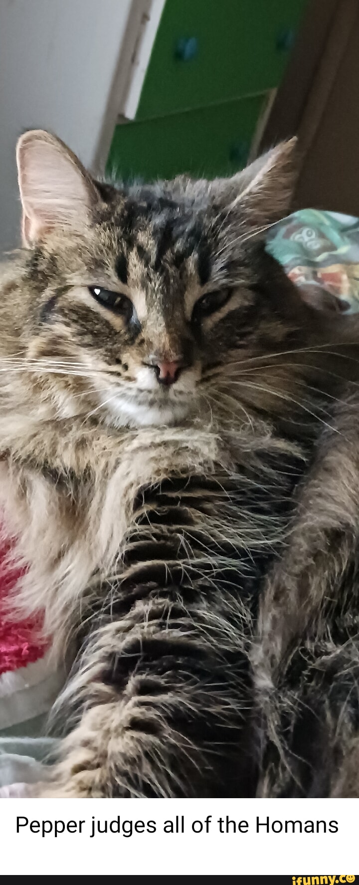 Judges memes. Best Collection of funny Judges pictures on iFunny