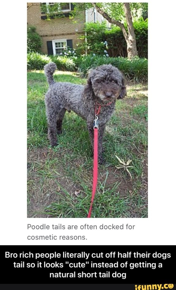 Poodle tails are often docked for cosmetic reasons. Bro rich people ...