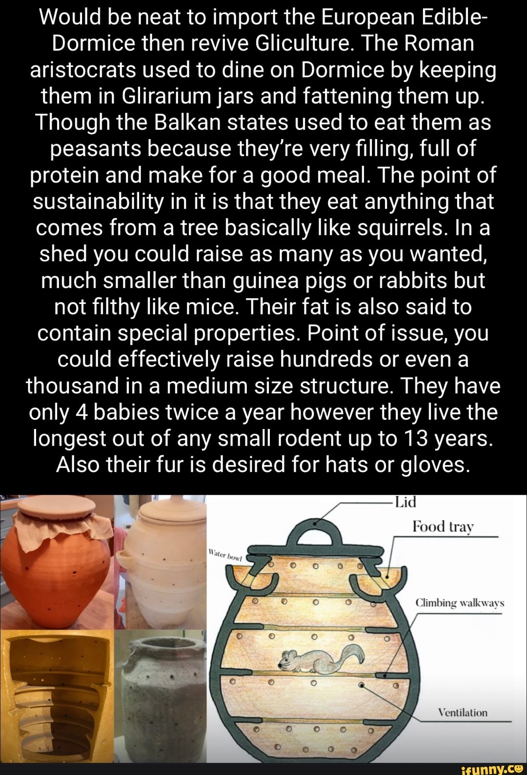 Would be neat to import the European Edible- Dormice then revive ...