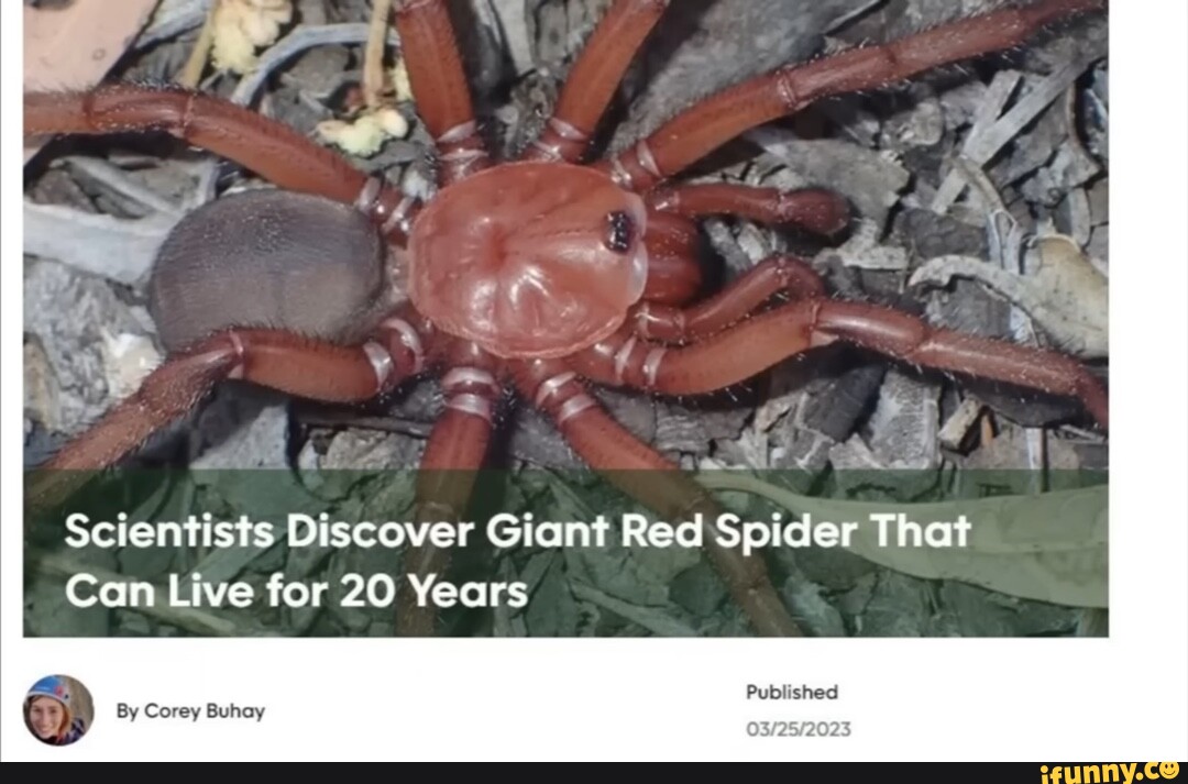 Scientists Discover Giant Red Spider That Can Live for 20 Years ...
