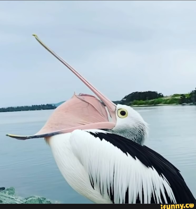 Cursed_pelican - iFunny