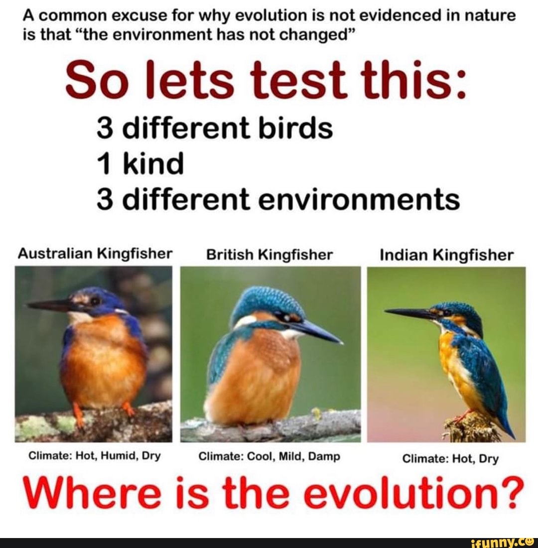 Kingfisher memes. Best Collection of funny Kingfisher pictures on iFunny