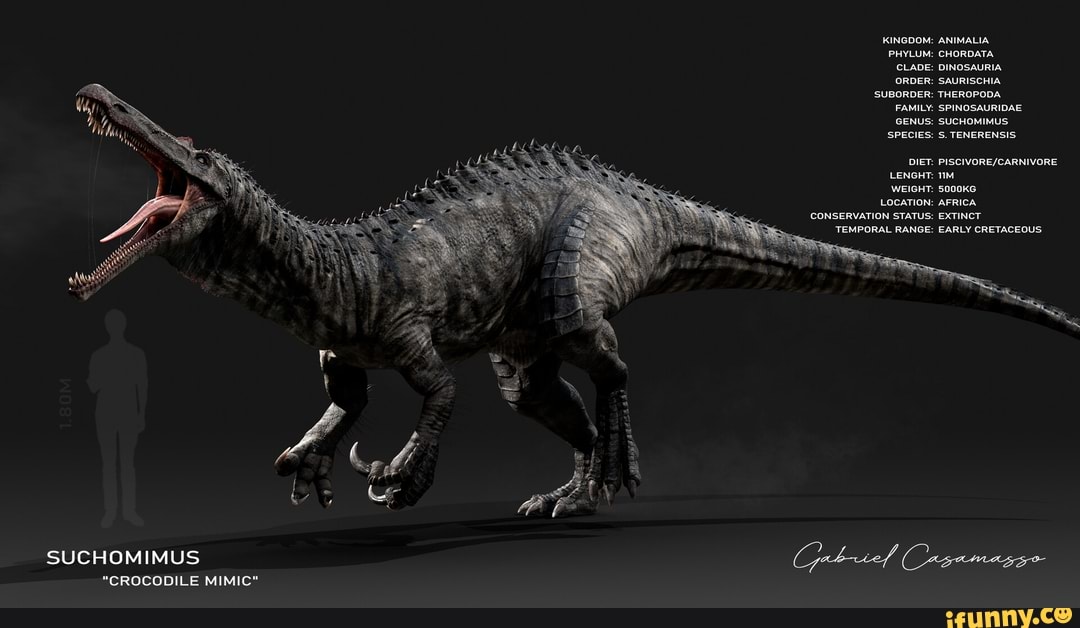 KINGDOM: ANIMALIA, PHYLUM: CHORDATA CLADE: DINOSAURIA 'ORDER ...