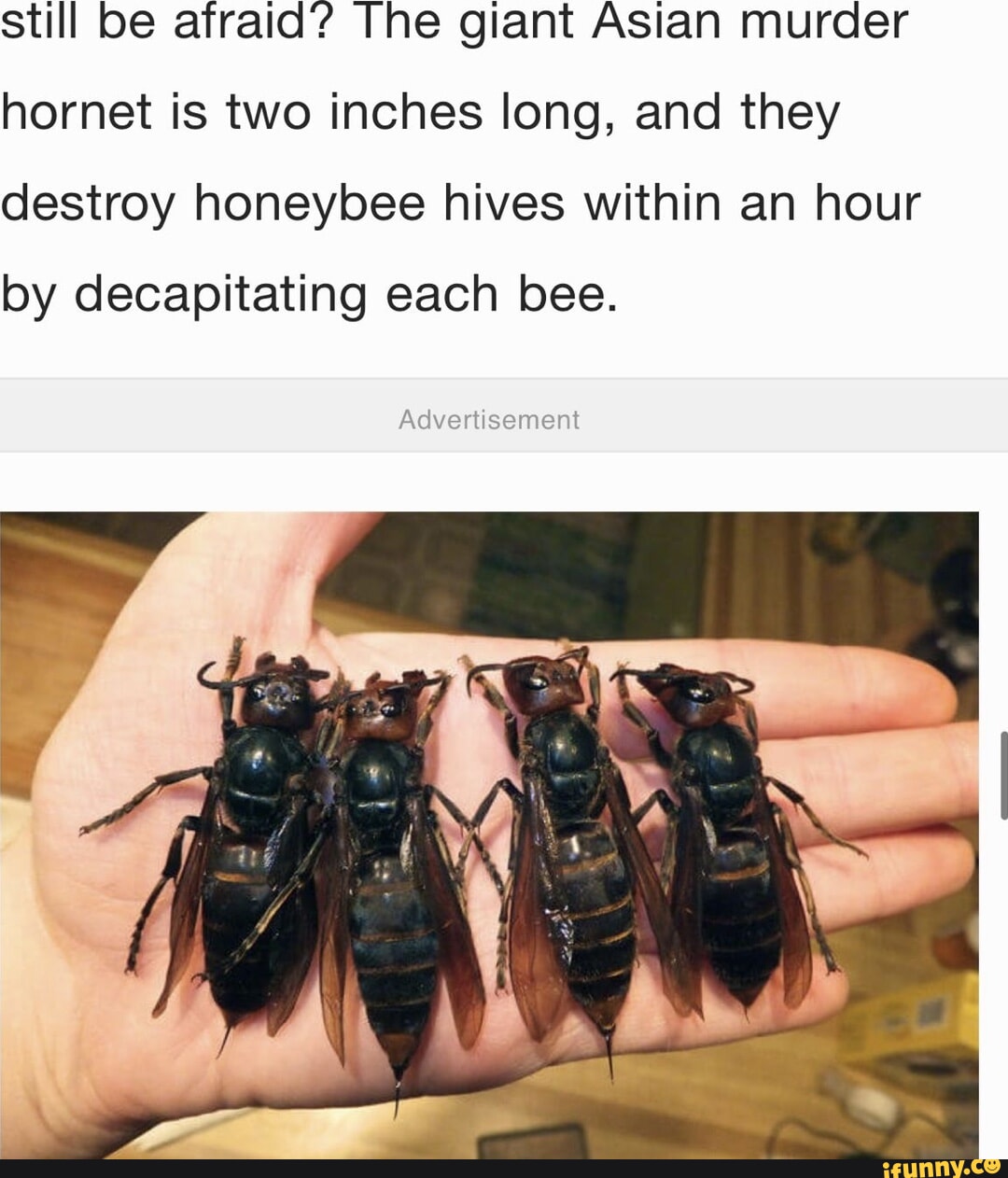 Still be afraid'? The giant Asian murder hornet is two inches long, and ...