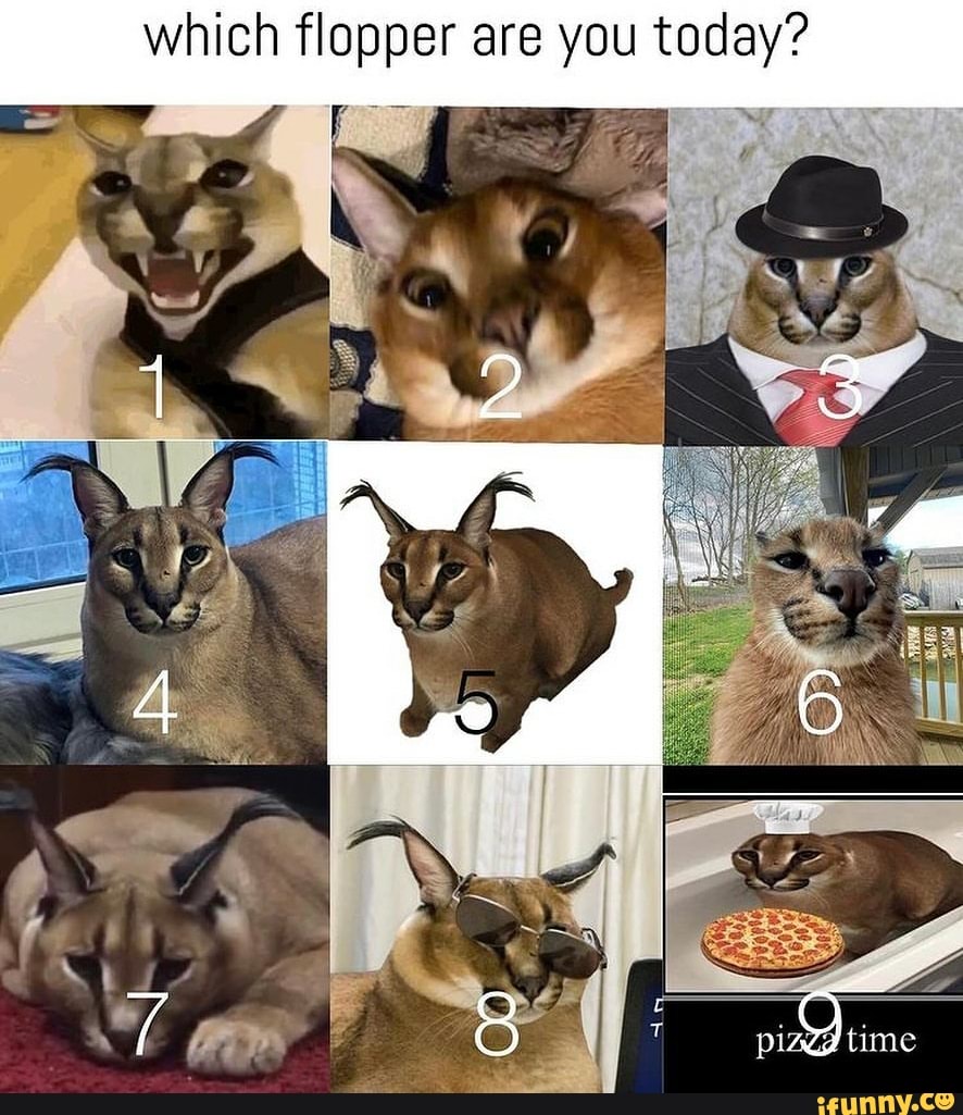 Flopper memes. Best Collection of funny Flopper pictures on iFunny